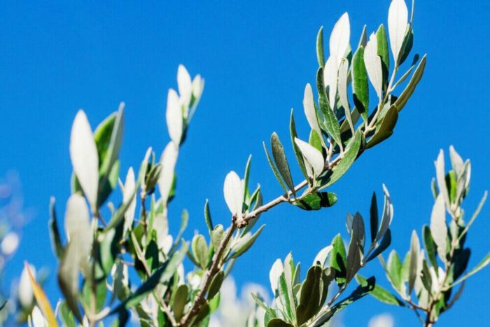 Filiatra - Messinia - The Garden of Peace
